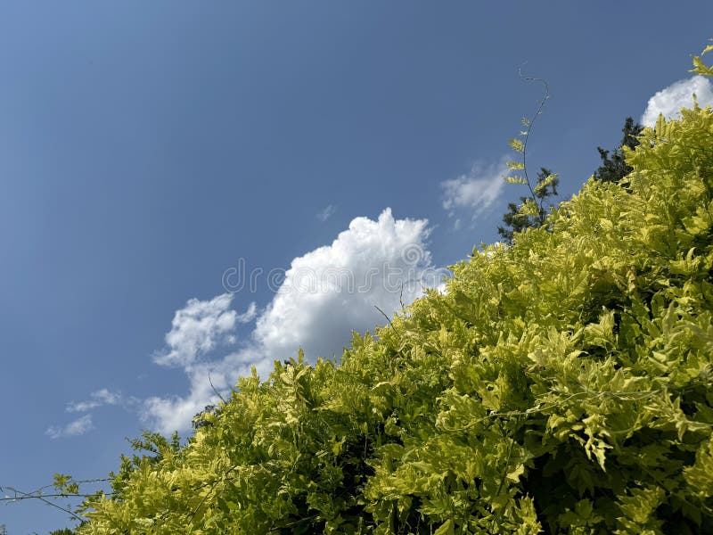 Green Tree Blue Sky Clouds Composition Stock Image - Image of landscape ...