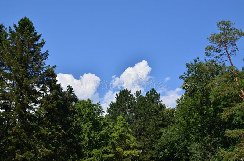 Green tree and blue sky stock photo. Image of meadow - 106271202