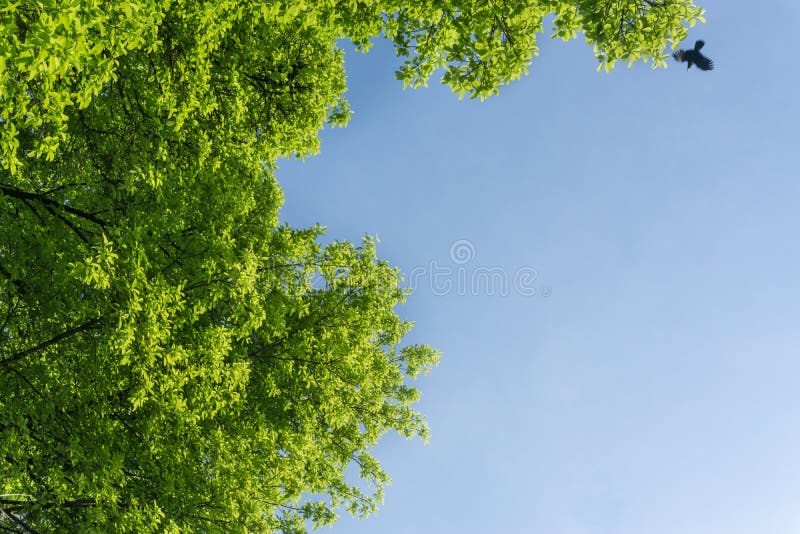 Green tree in blue sky stock photo. Image of character - 131045416