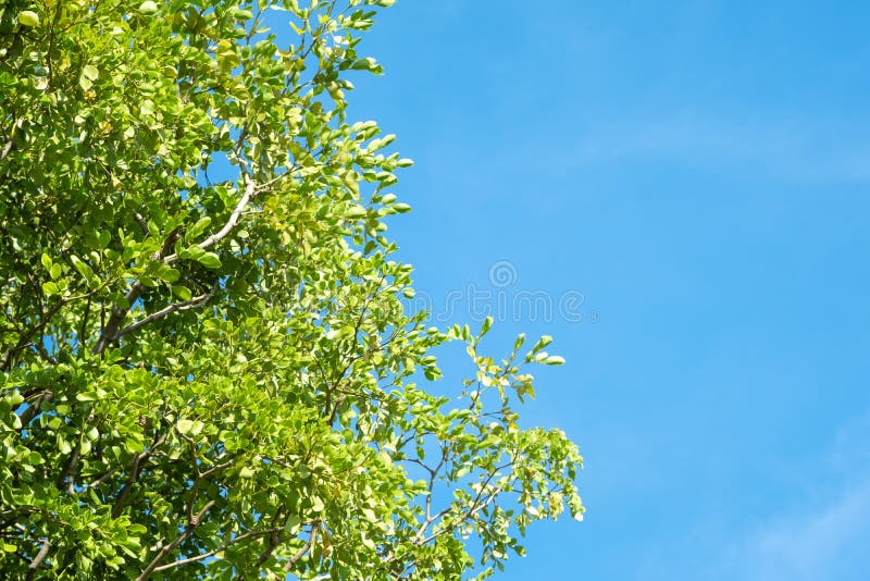 Green Tree and Blue Sky with Sunlight in Summer Season Stock Photo ...