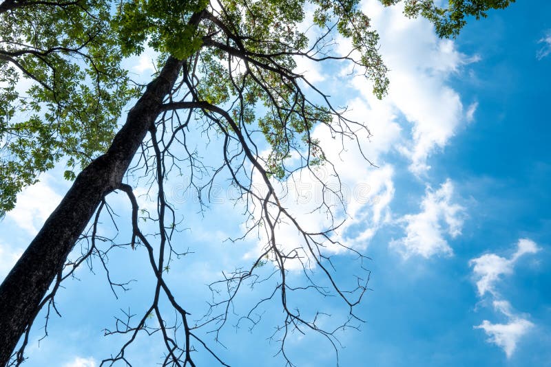 Green Tree and Blue Sky with Sunlight in Summer Season Stock Photo ...