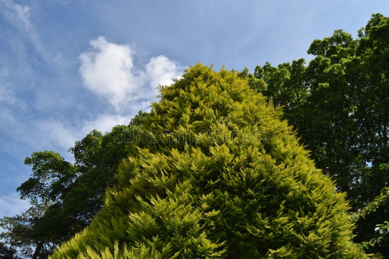 Green tree, blue sky stock photo. Image of blue, green - 58819636
