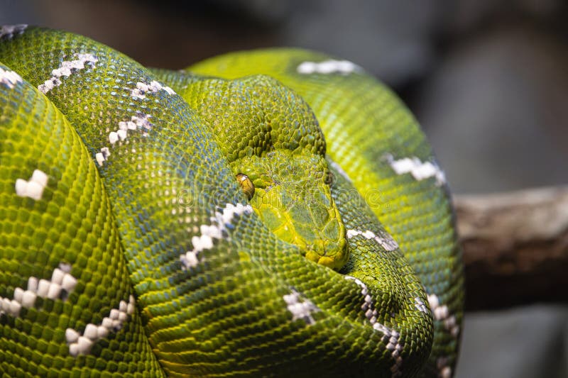 Green Tree Boa Against Blurred Rocks Stock Image - Image of adaptation ...