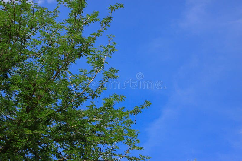 Green Tree Brances Frame Corner with Blue Sky Stock Image - Image of ...