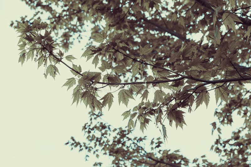 Green tree branch close up stock photo. Image of garden - 116264296