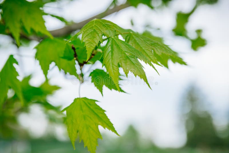 Green tree branch close up stock image. Image of organic - 116264443