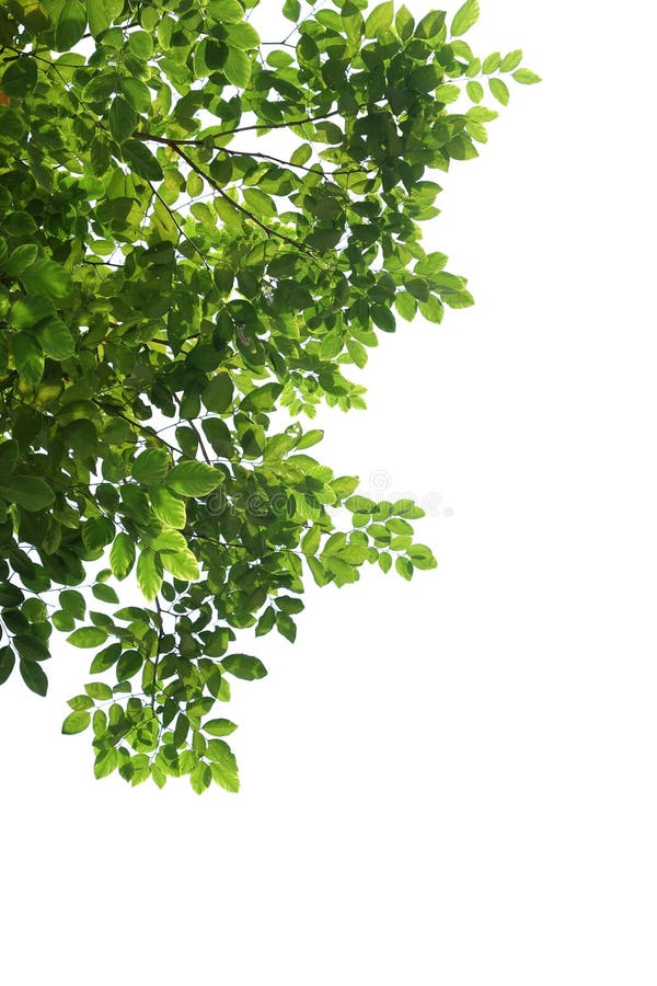 Green Tree Branch Closeup Isolated on White Stock Photo - Image of ...