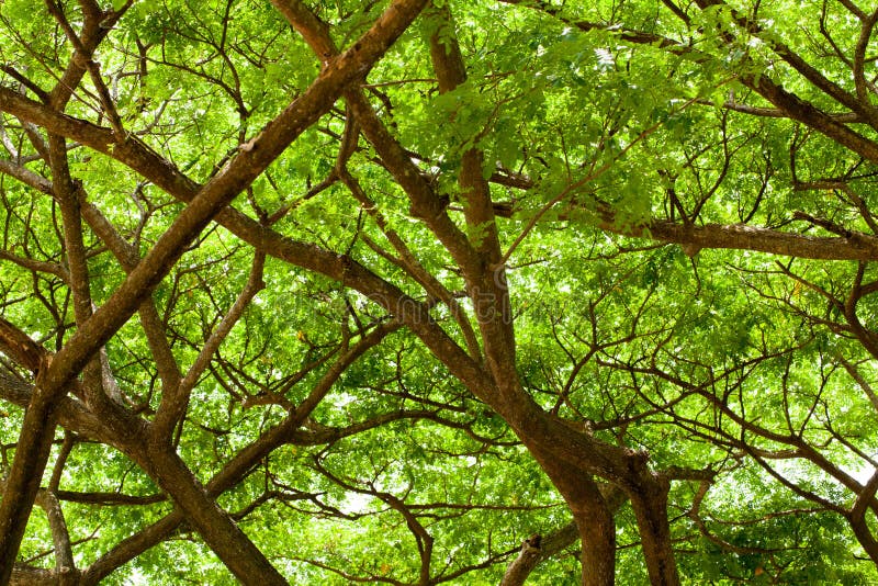 Green tree branch stock image. Image of white, botany - 103332559