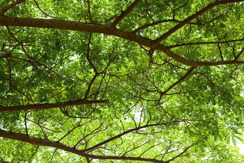 Green tree branch stock image. Image of texture, flora - 103332589