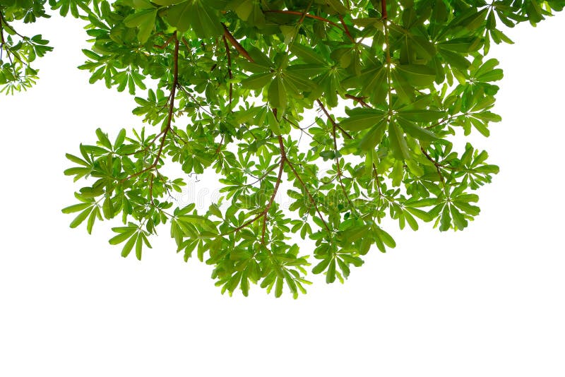 Green tree branch isolated stock photo. Image of garden - 175703624