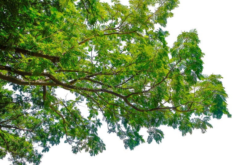 Green tree branch stock photo. Image of flora, clipping - 186918620
