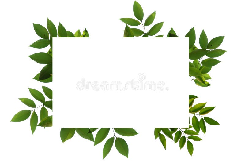 Green Tree Branch Isolated on White Background Stock Photo - Image of ... Green Tree Branch Isolated on White Background Stock Photo - Image of ...