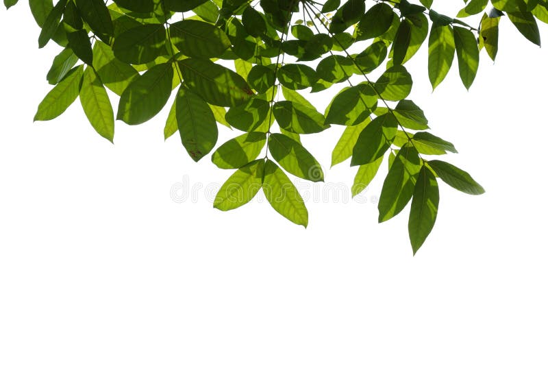 Green Tree Branch Isolated on White Background Stock Photo - Image of ... Green Tree Branch Isolated on White Background Stock Photo - Image of ...