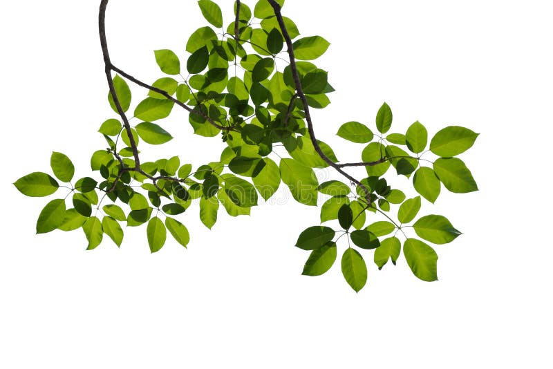 Green Tree Branch Isolated on White Background Stock Photo - Image of ... Green Tree Branch Isolated on White Background Stock Photo - Image of ...