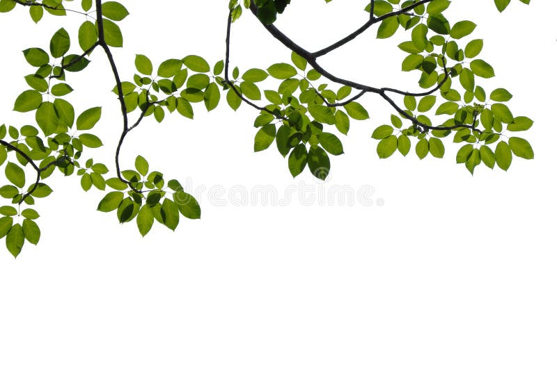Green Tree Branch Isolated on White Background Stock Photo - Image of ... Green Tree Branch Isolated on White Background Stock Photo - Image of ...
