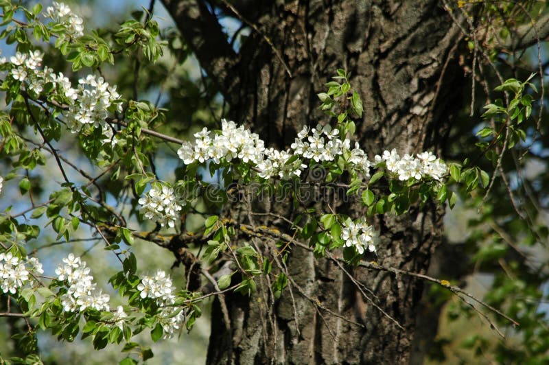 Green Tree Branch on Nature Stock Photo - Image of growth, organic ...