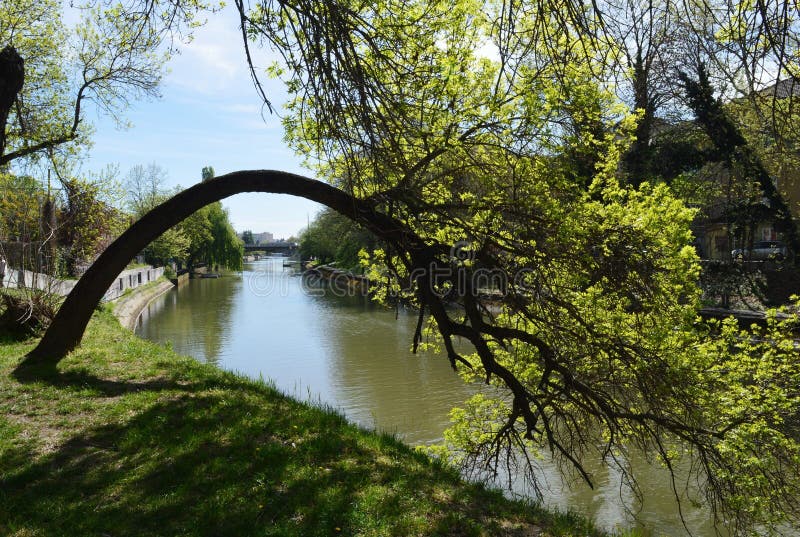 Green Tree Branch Over the River Stock Image - Image of pond, waterway ...