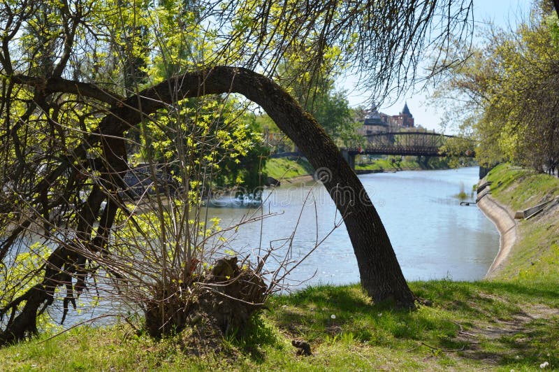Green Tree Branch Over the River Stock Image - Image of autumn, water ...