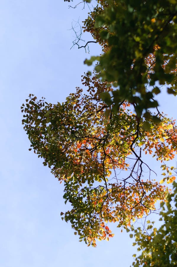 Green Tree Branch in the Sun Stock Image - Image of plant, landscape ...