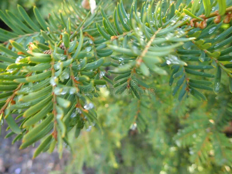 Green Tree Branch with Water Drop Stock Image - Image of season ...