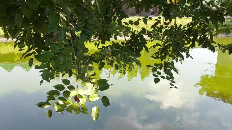 Green Tree Branches Above Flowing Water Stock Video - Video of natural ...