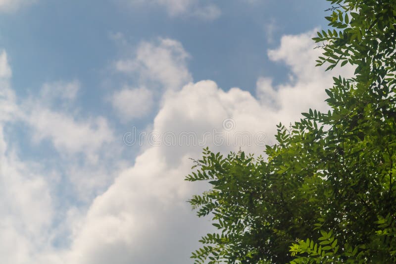Green Tree Branches Against the Background of Fluffy White Clouds in ...