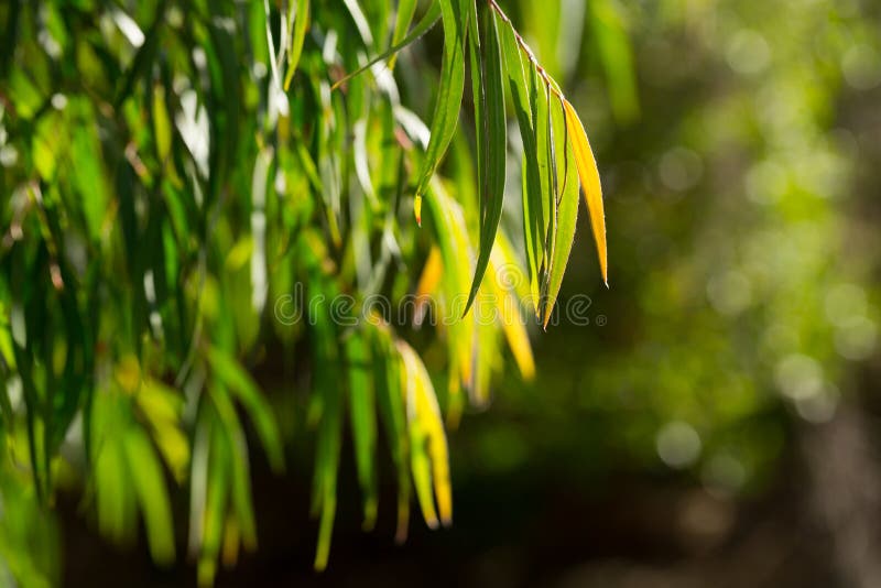 Green Tree Branches of Agonis Flexuosa in Sunny Garden at Summer Day ...