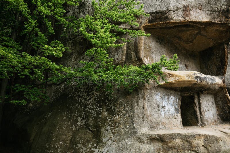 Green Tree Branches on a Background of Gray Stone Rock with Caves Stock ...