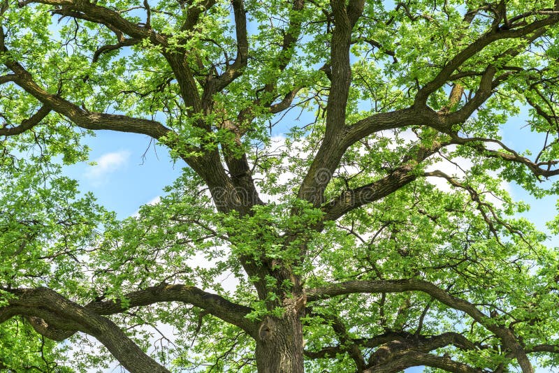 Green Tree Branches in Forest Stock Photo - Image of field, energy ...