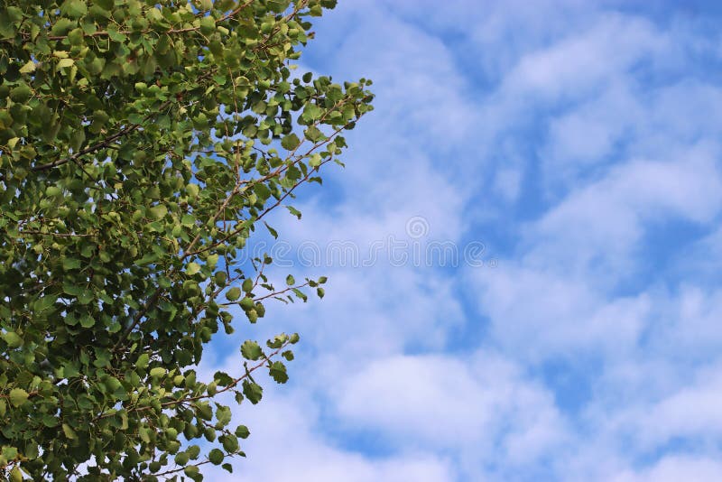 Green Tree Branches in Front of a Beautiful Cloud-sky Stock Photo ...