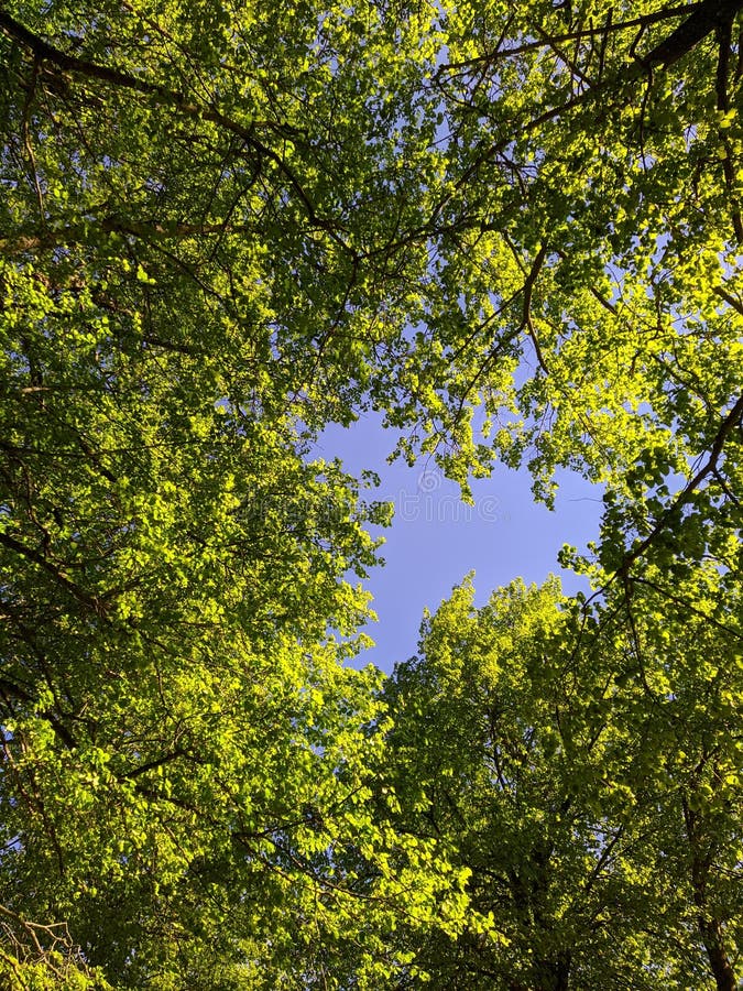 Green Tree Branches and Green Leaves at Summer Bottom Up View Stock ... Green Tree Branches and Green Leaves at Summer Bottom Up View Stock ...