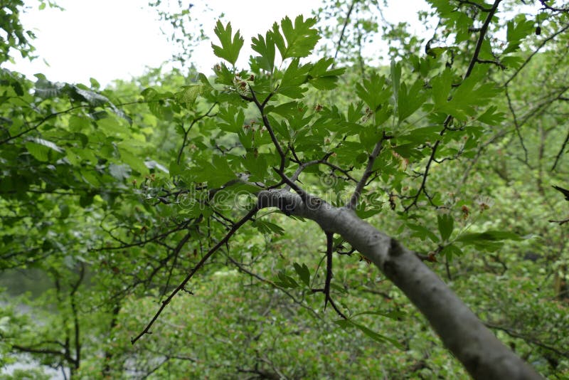 Green Tree Branches with Leaves Stock Photo - Image of details, closeup ...
