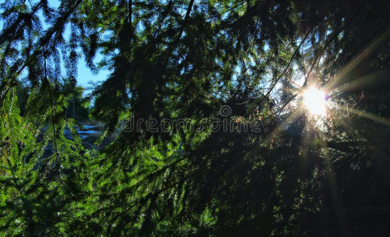 Tree Branches with the Reflection of the Sun Behind Tham Stock Photo ...