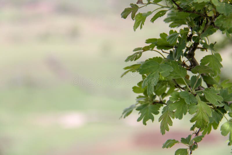 Green Tree Branches in the Summer, Iran, Gilan Stock Photo - Image of ...