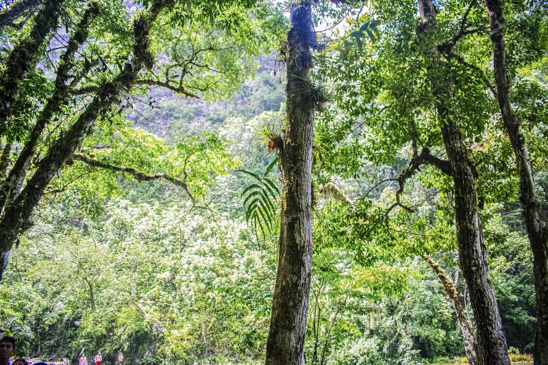 Green Tree Branches and Trunks in a Natural Forest Stock Image - Image ...