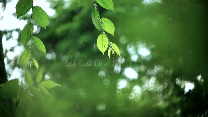 Green Tree Branches Under the Falling Rain Stock Video - Video of ...