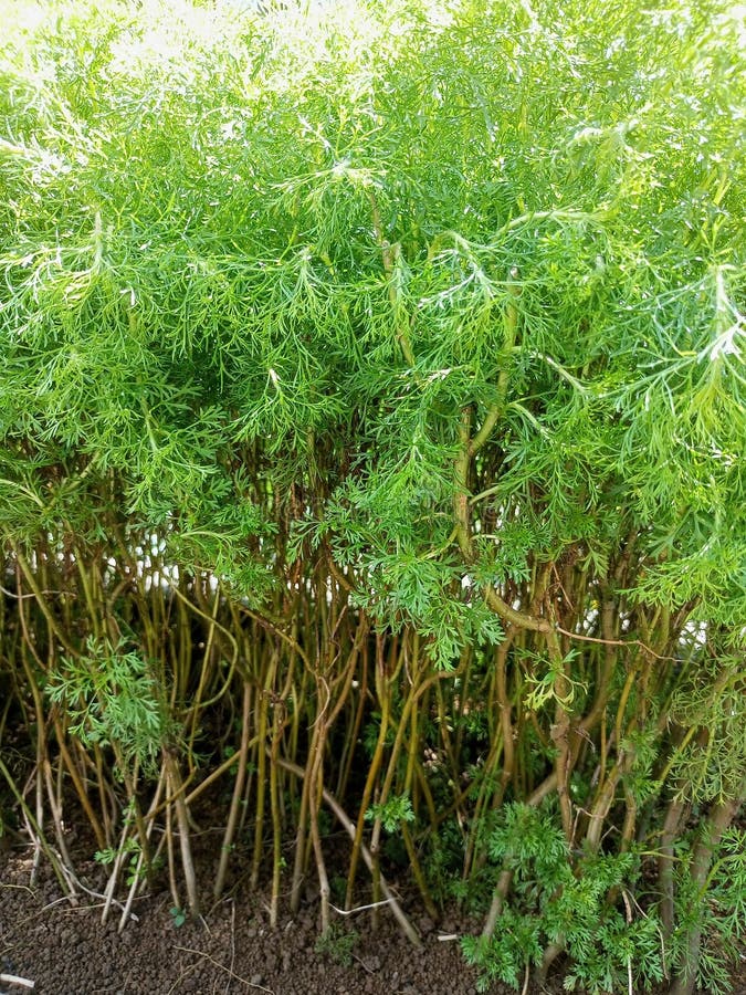 Green Tree with Brown Trunk Above the Ground Stock Photo - Image of ...