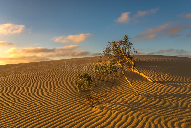 Green Tree Buried by Sand in the Desert Stock Photo - Image of green ...