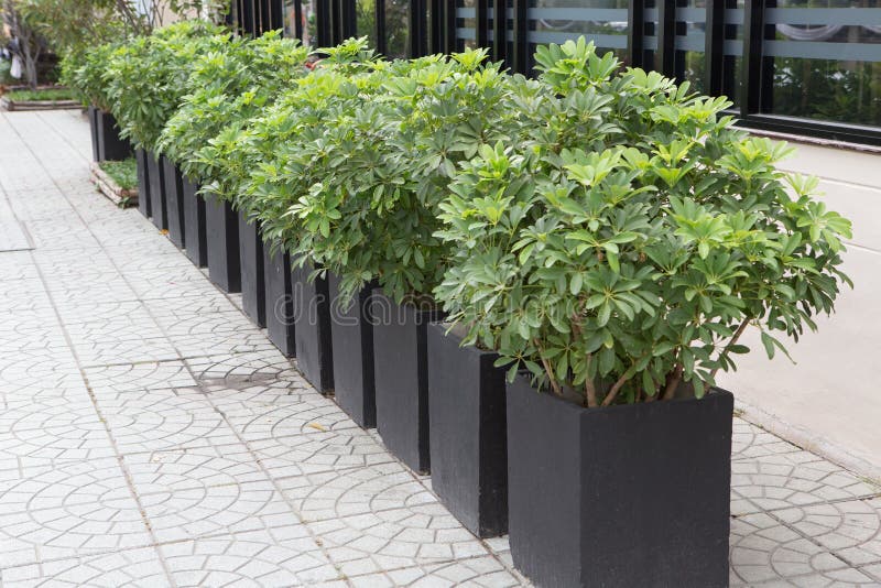 Green Tree Bush in Black Pot Stock Image - Image of yellow, summer ...