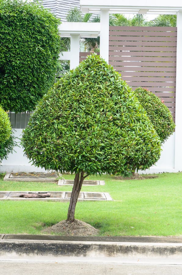 Green tree bush shape stock image. Image of spring, branch - 36470377