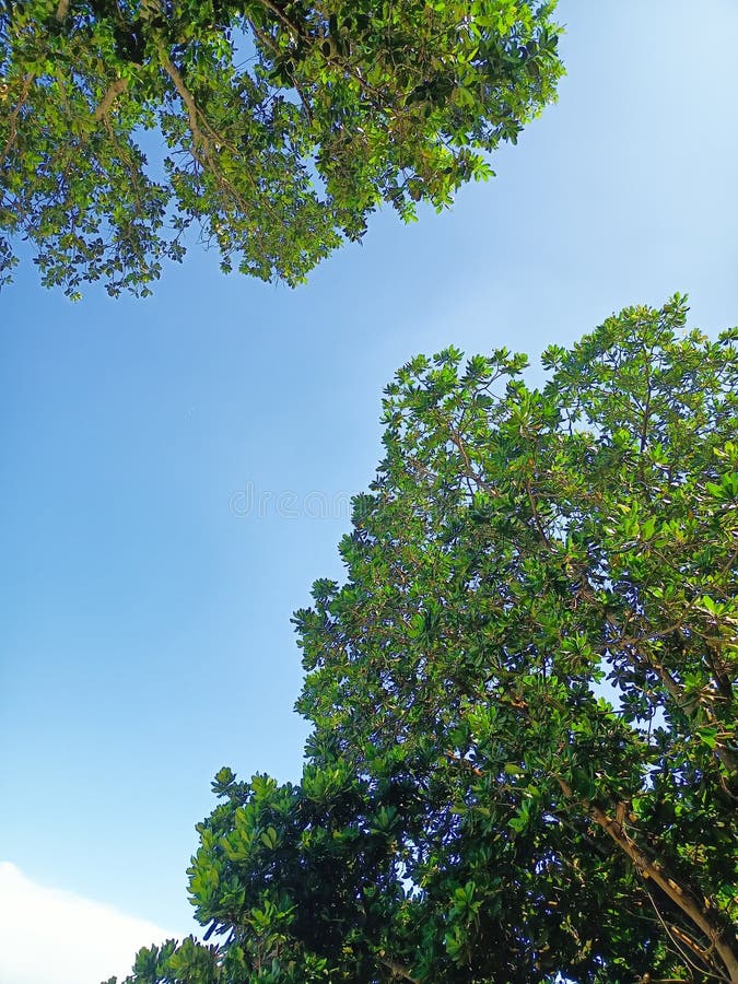 Green Tree Canopies Frame a Clear, Bright Blue Sky. Peaceful Nature ...