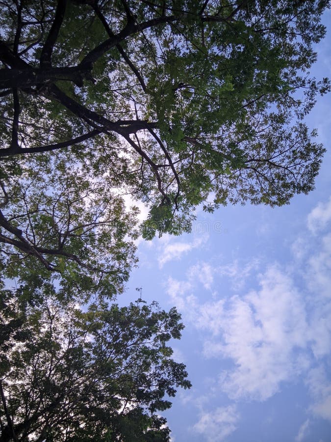 Green Tree Canopy Framing a Blue Sky with Soft Clouds Stock Photo ...