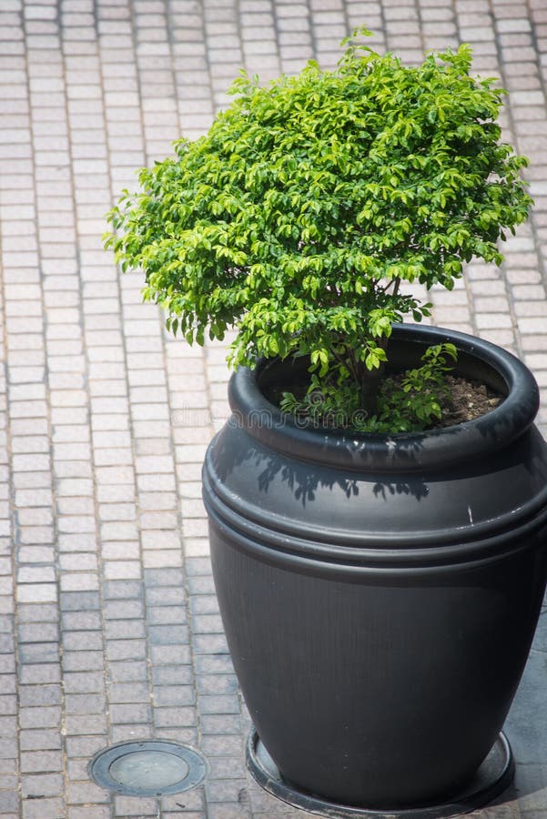 Green tree in ceramic pot stock image. Image of outdoor - 79743065