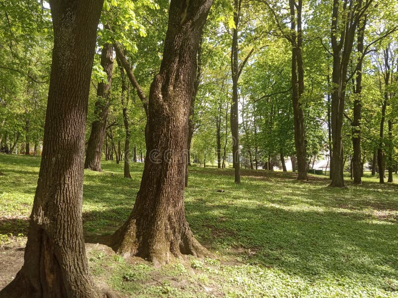 Green Tree in City Park, Sunny Day Stock Photo - Image of grass ...