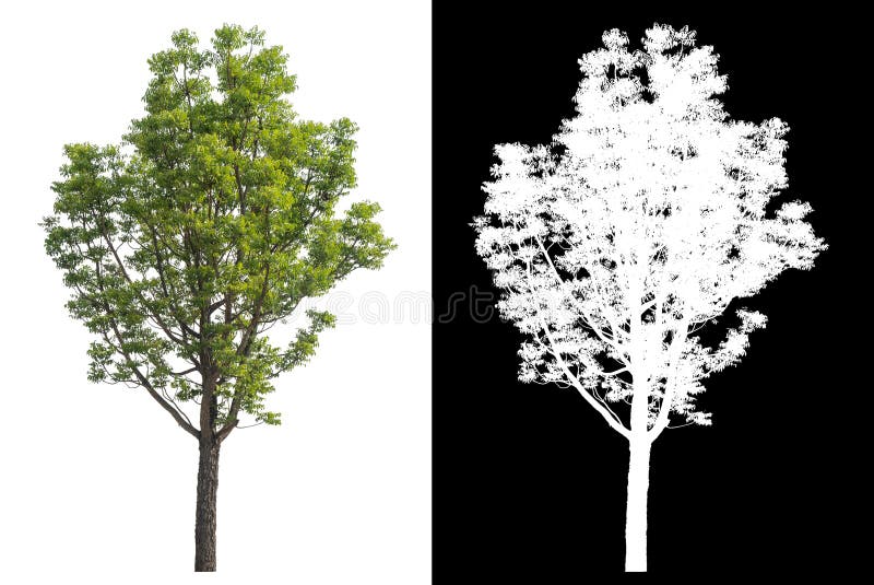 1,212 Tree Alpha Texture Stock Photos - Free & Royalty-Free Stock ...