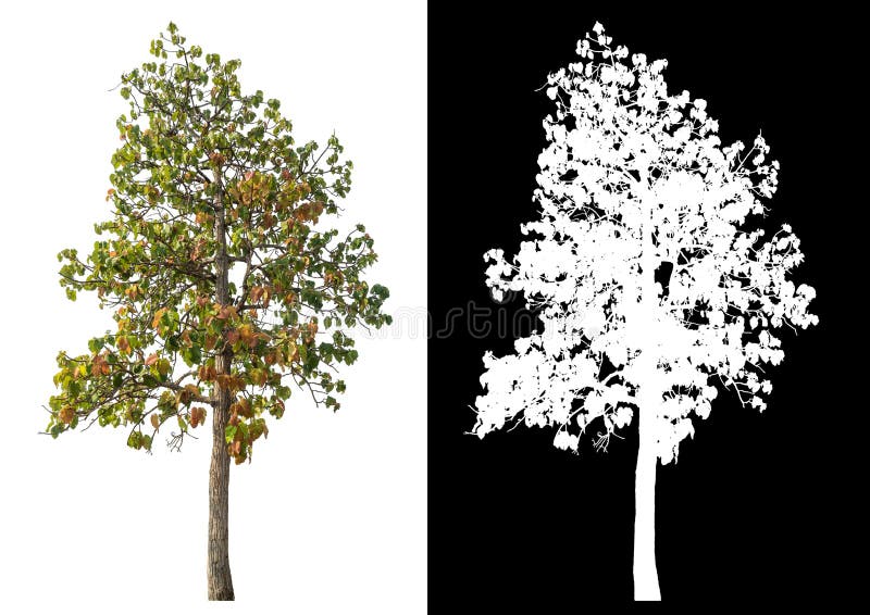 Single Tree with Clipping Path and Alpha Channel on Black Background ...