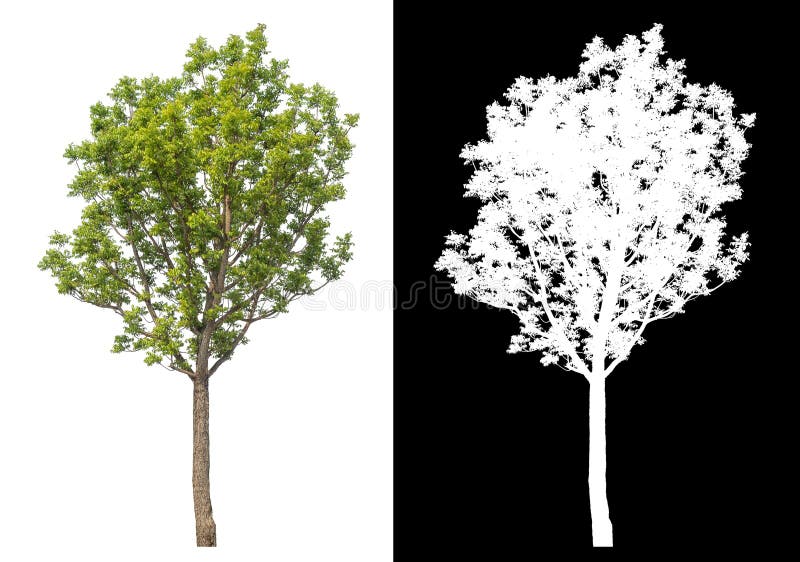 1,282 Tree Alpha Texture Stock Photos - Free & Royalty-Free Stock ...