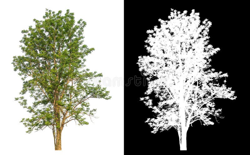 1,212 Tree Alpha Texture Stock Photos - Free & Royalty-Free Stock ...