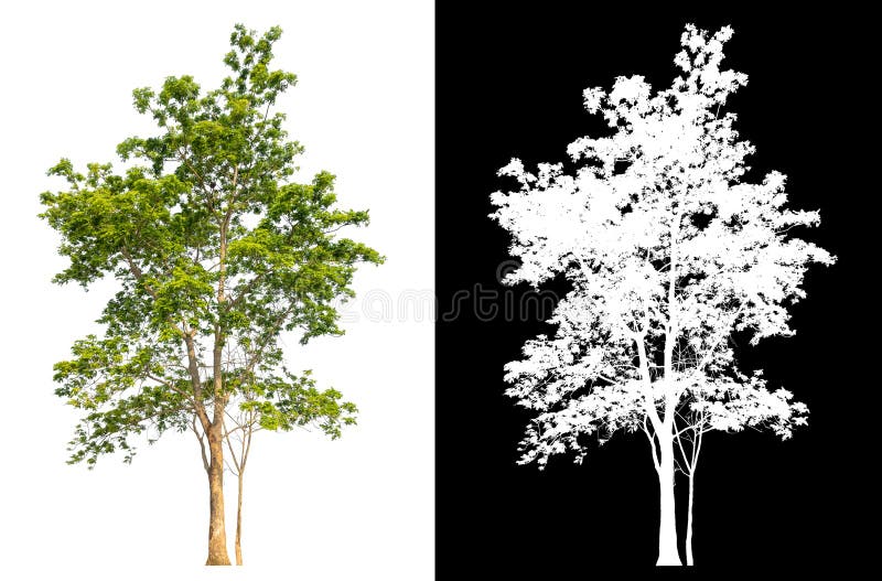 1,212 Tree Alpha Texture Stock Photos - Free & Royalty-Free Stock ...