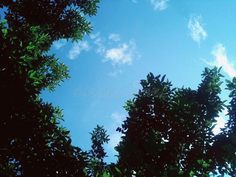 Sun set sky tree cloud stock photo. Image of sunlight - 156225572